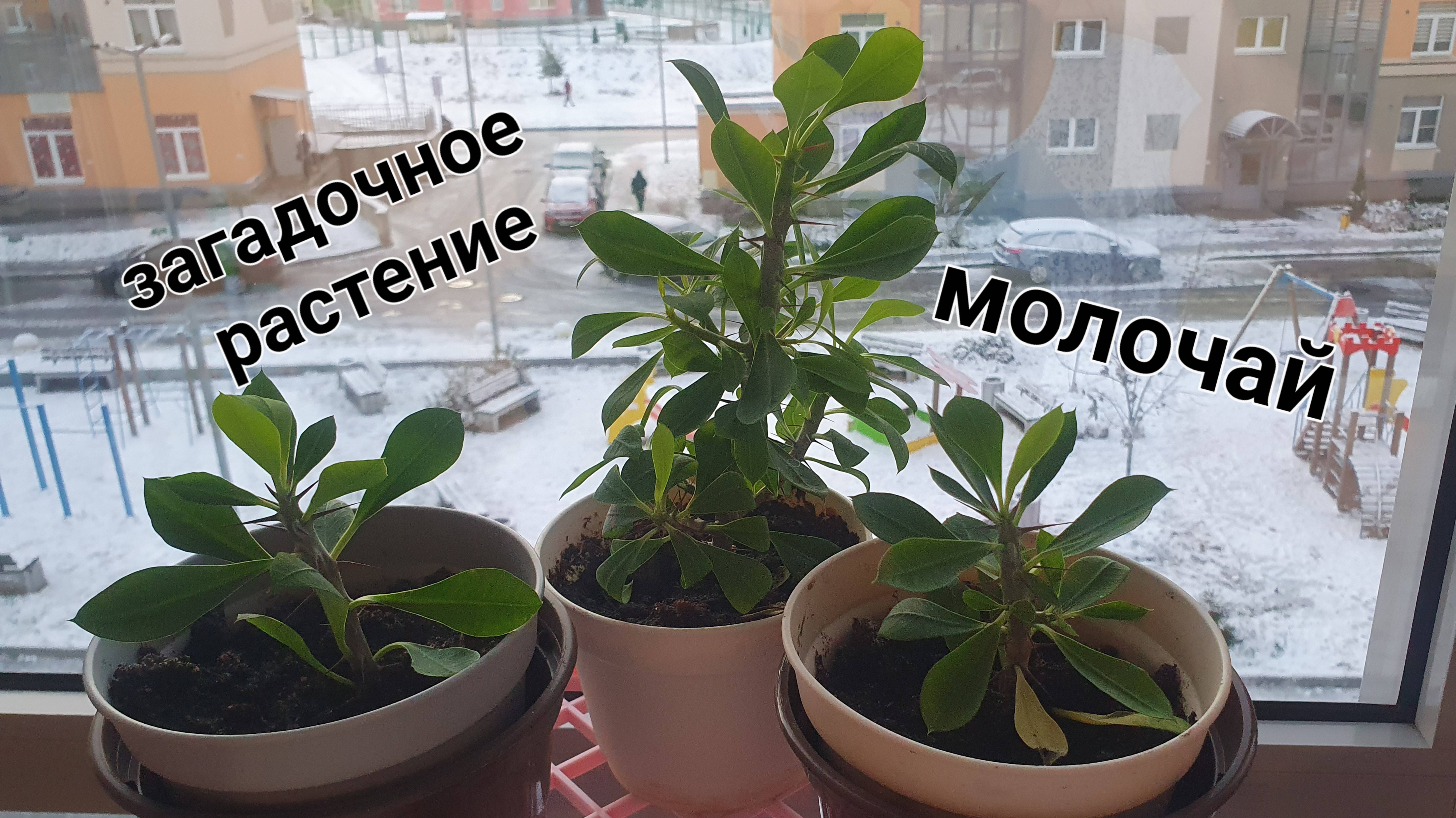 Это загадочное растение. Проверим примету!