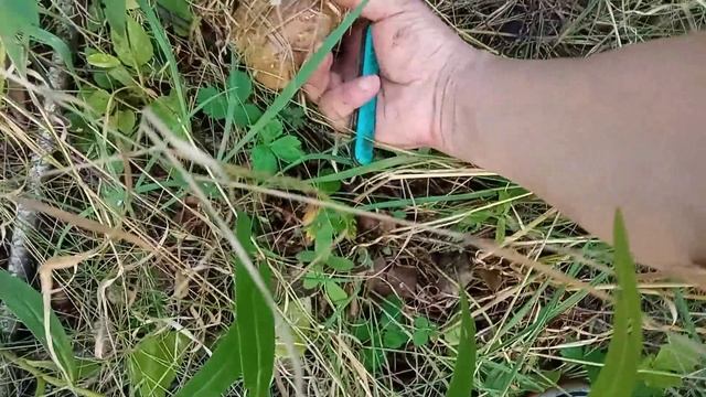 Огромные подберезовики в березках!