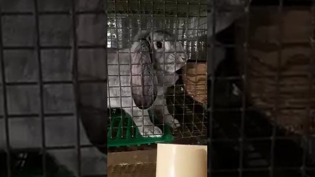 Ушастый попрошайка.