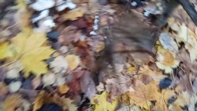 Грибная прогулка закончена, ещё немного груздей и домой! 👍👍👍