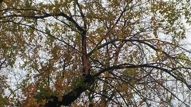 Ураган в Ростове-на-Дону продолжается! Возле входа в парк Революции упала крупная ветка