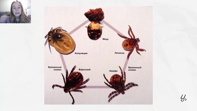 Биология | Паразиты: нематоды. Паразитиформные клещи