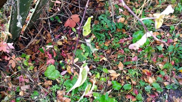 Паслён сладко-горький