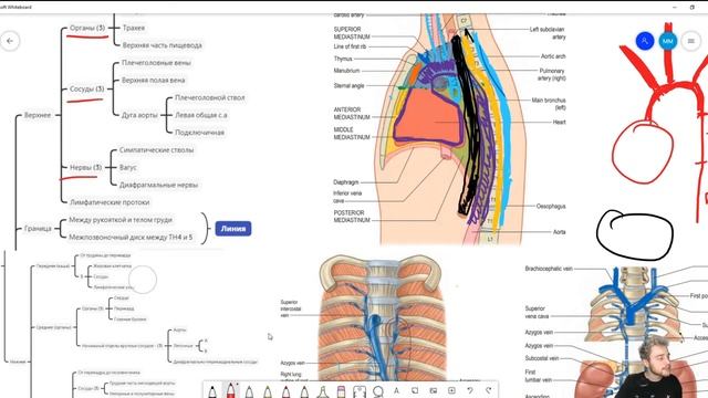 Нормальная анатомия. Спланхнология | Дыхательная система. Парижское средостение