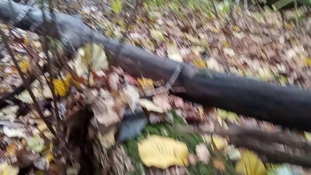 Шёл шёл, опёнка нашёл. Аж порадовался. 😁😁😁