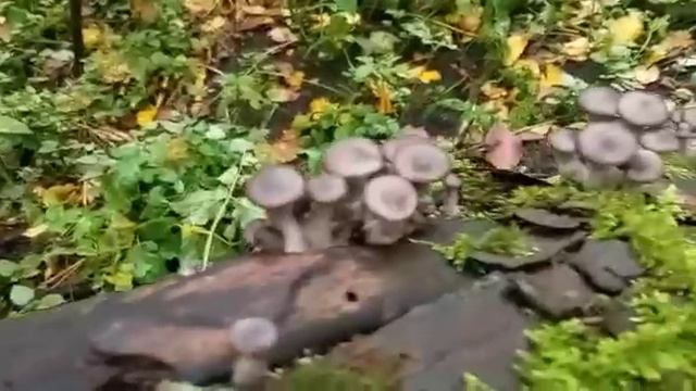 Мелкие опята на поваленном дереве! 😊😊😊👍👍👍