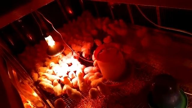 Сергей город Уссурийск результат вывода Декалб Уайт 24.02.21