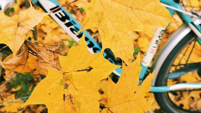 Осенние Мазуринские покатухи #бегаем #гоняем #bianchi