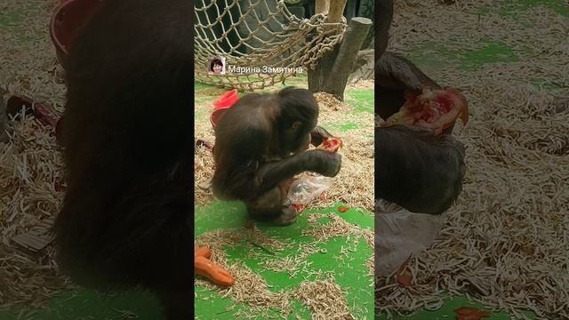 Семья борнейских орангутанов.