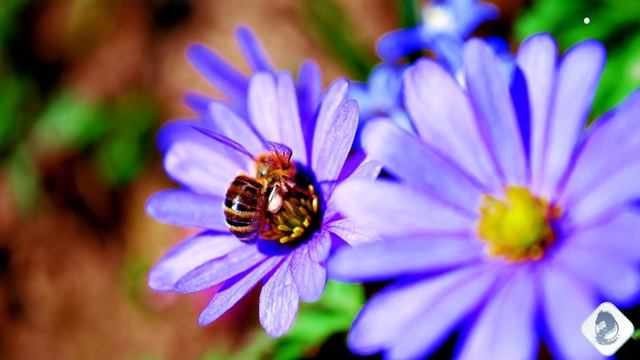 #вРитмеЦветов#Видеоklass#ЖаннаДаценко#НаВолнеМелодии#КрасотаПрироды#МузыкаКрасоты#