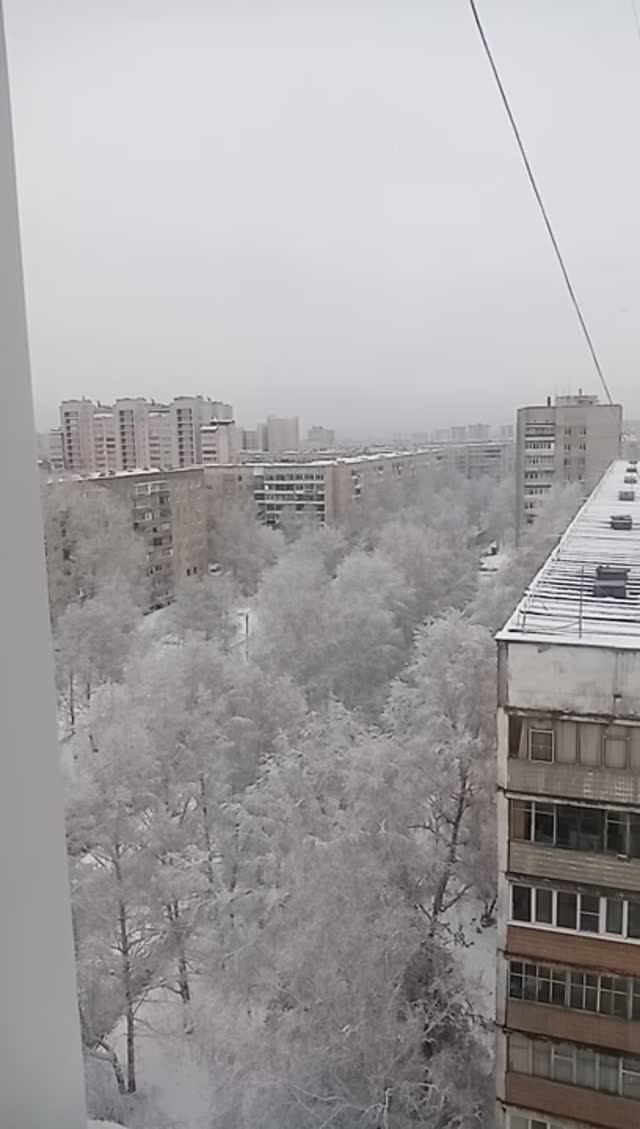 И вновь деревья в Барнауле одели белые одежды