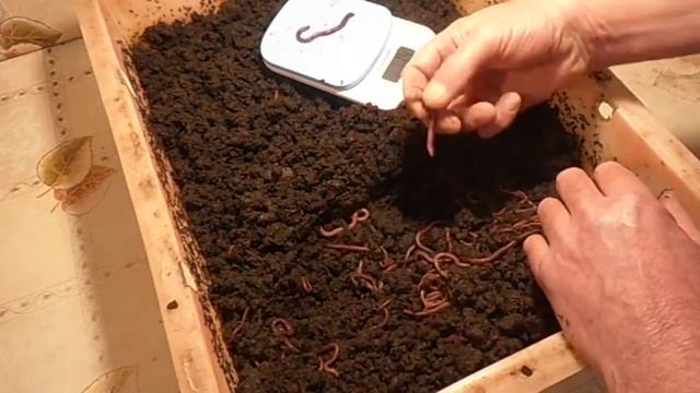 Ювенилам навозника-гиганта 2 месяца. 3-я серия.