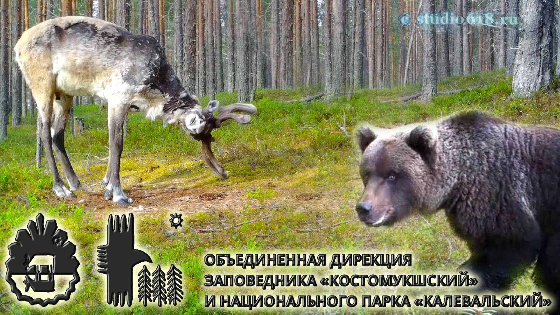 Сокровенная Фенноскандия. Рассказ о Карелии. Зеленый пояс Фенноскандии. Особо охраняемые территории.