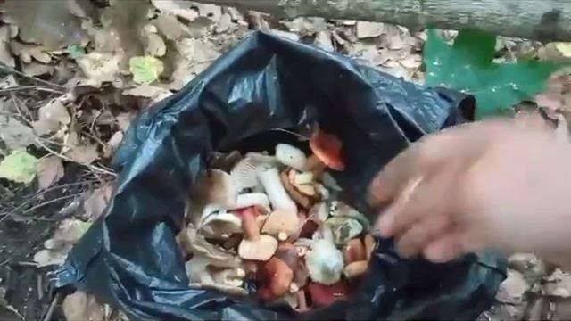Набрал много подосиновиков, белых грибов и всяких разных. Зачётный выход за грибами
