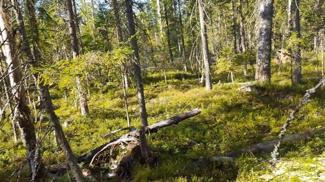 брусника очень вкусная