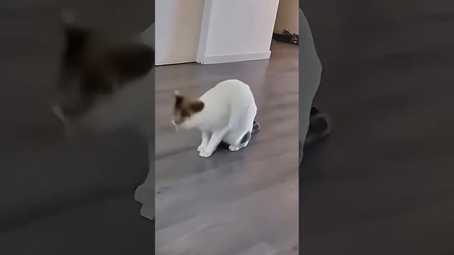 Смешные пушистики I Смешные моменты с животными 2024 №44 #ff #домашниепитомцы #коты #собаки