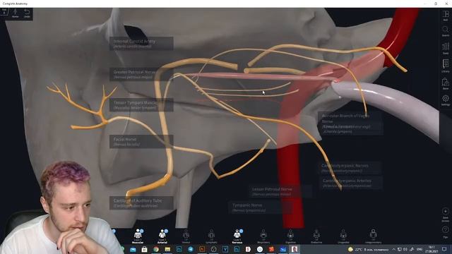 Нормальная анатомия | Череп. Каналы височной кости