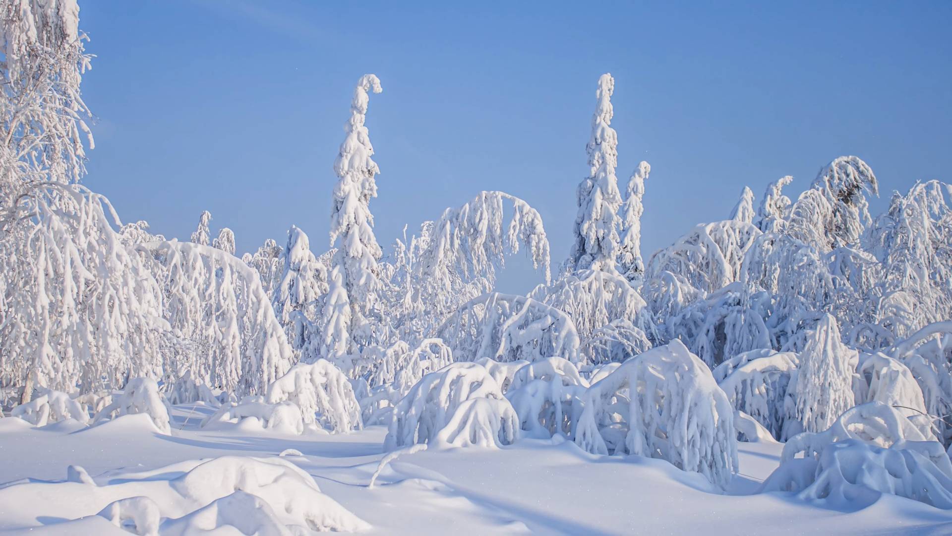 Зимний лес в Уральских горах - 4к