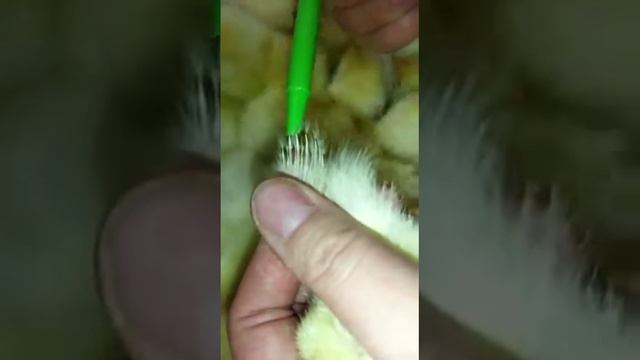 Видео Сексирования ЛСЛ Классик