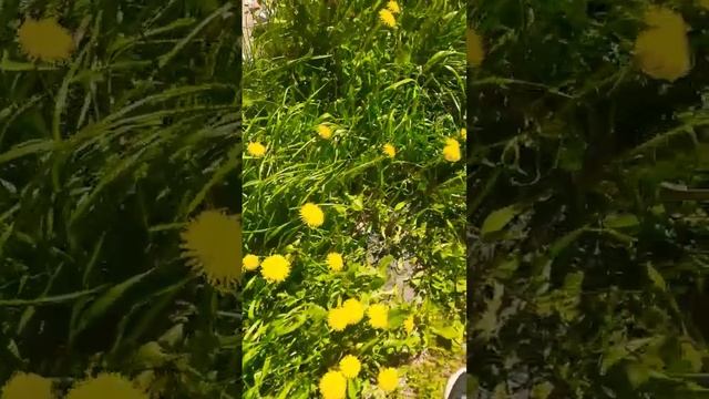 Лето #nю#vesna305лето