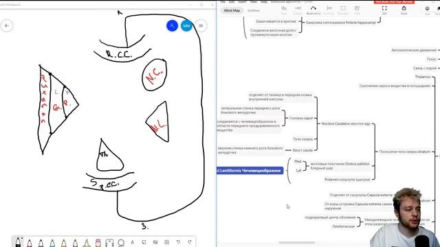 Нормальная анатомия | Центральная нервная система. Базальные ядра