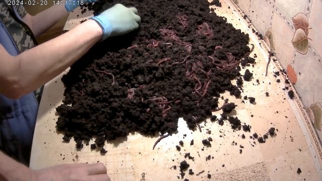 Выборка червей Чёрный Принц (время на экране).