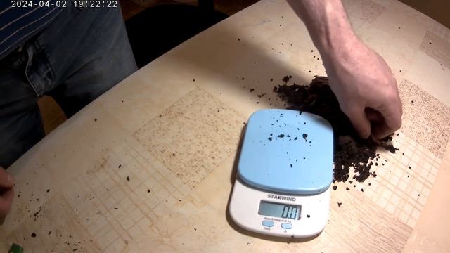 Навозники-гиганты "Чёрный принц"