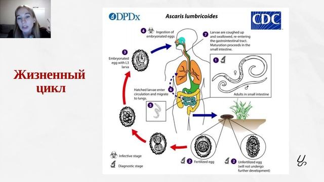 Биология | Паразиты: нематоды. Аскариды