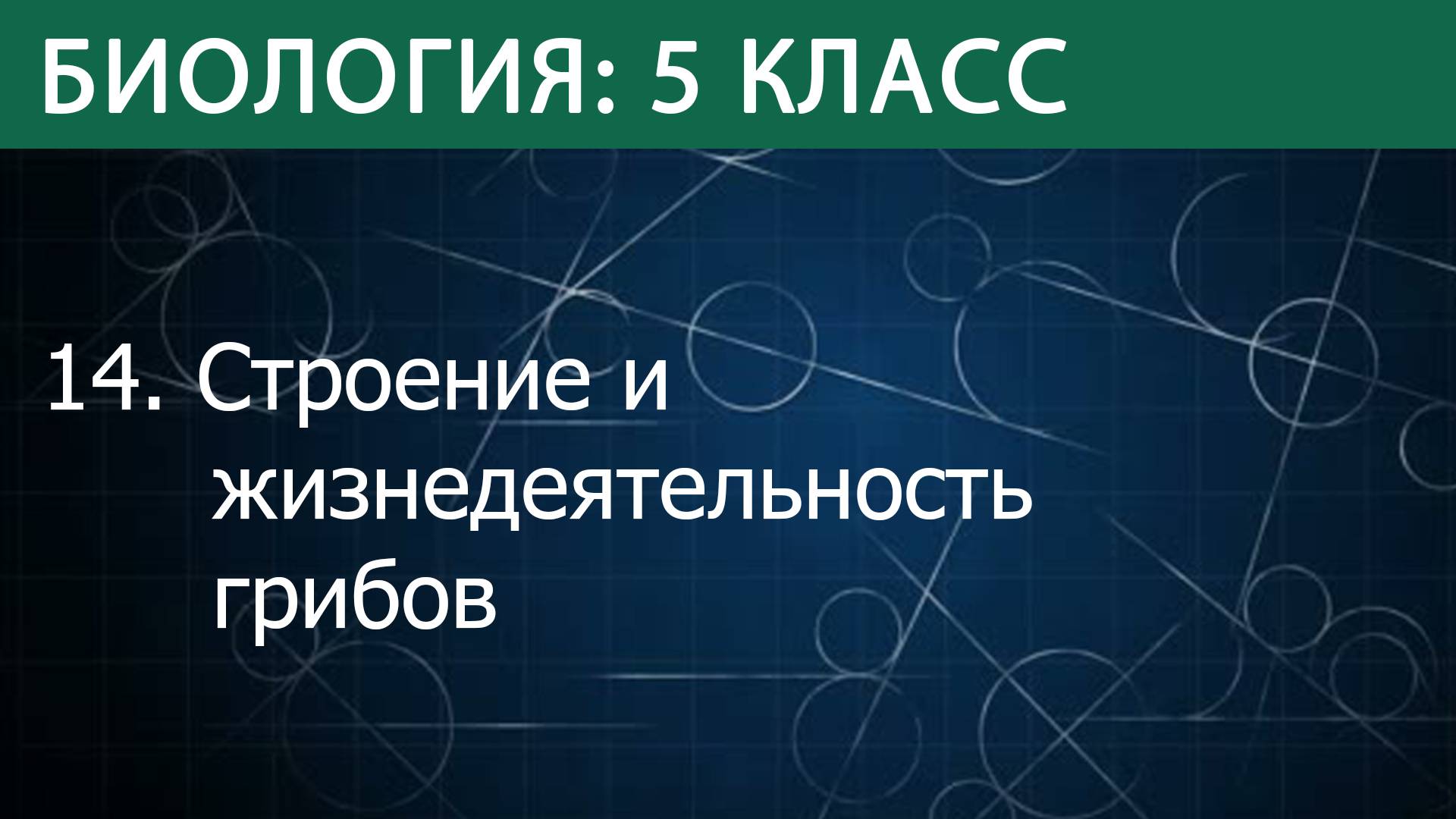 Биология 5 класс: Строение и жизнедеятельность грибов