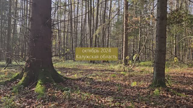 #1/3 Осенний полдень в лесу 4K. Релакс и медитация под шум леса