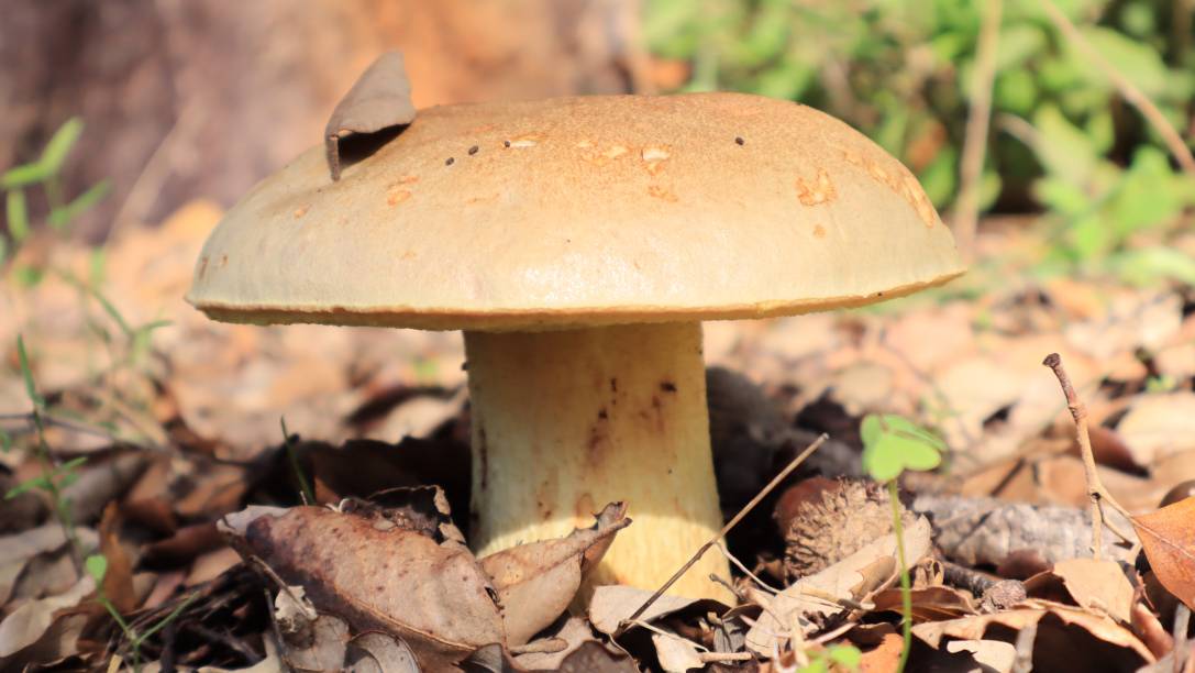 Осенняя грибная пора.Осенняя грибная охота.Грибное счастье.