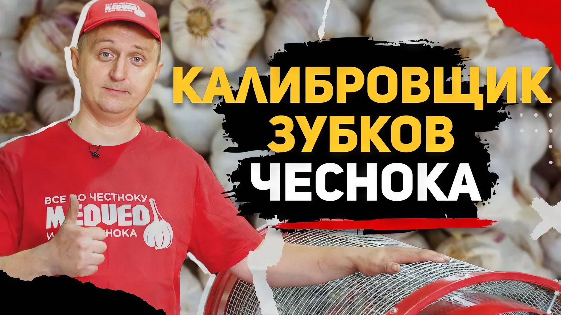 Калибровщик зубков чеснока КЗ-600. Как правильно калибровать чеснок.