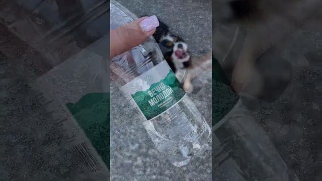 Вода «Вечно Молодой»