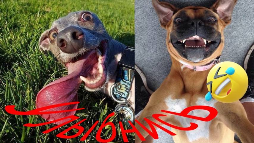 ОТХОДНИ. Подборка приколов. Ноябрь 2024 (2)