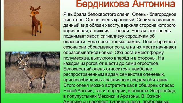 Выставка поделок из пластилина