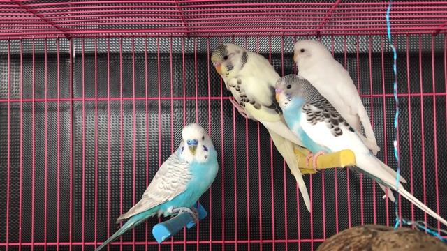 4957708-hd_1920_1080_30fps