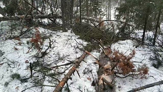 2021 Кичиер. Еловый завал