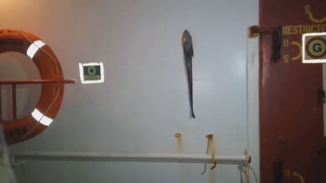 Поймали рыбу присоску, испытание на прилипание рыбы паразита - прилипает жесть!