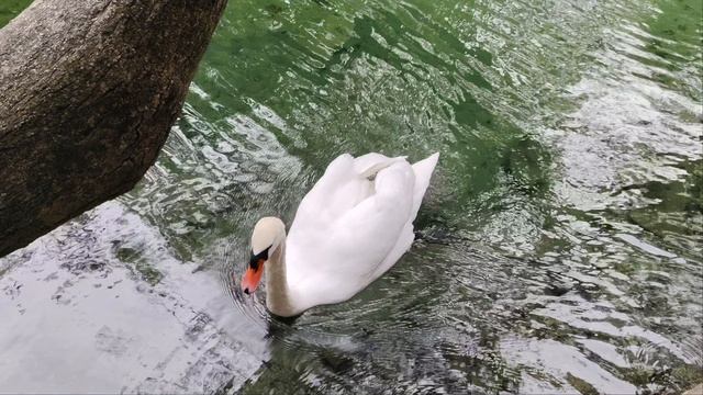 Шикарный Воронцовский парк Ялта #крым2024