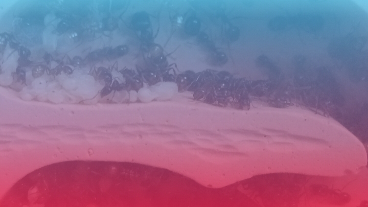 ЗАЛИПАТЕЛЬНЫЙ МОМЕНТ