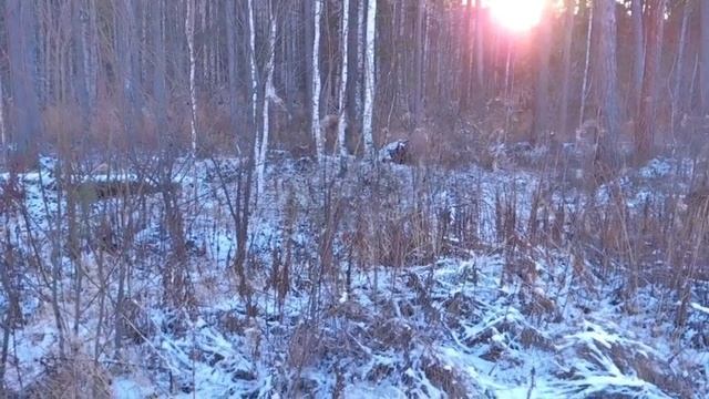 Зашел в лес, заблудился, мох не помог