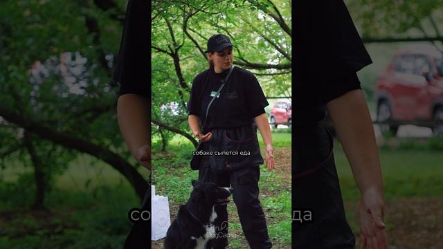 Натянутый поводок