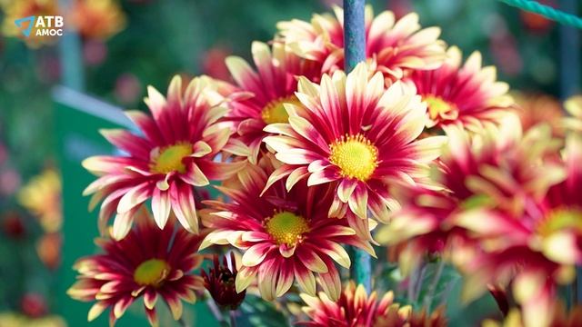 БАЛ ХРИЗАНТЕМ 2024. МНОГО ЦВЕТОВ