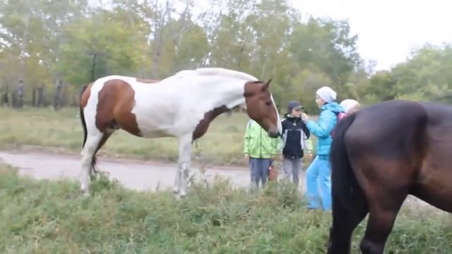 Прогулка с лошадками