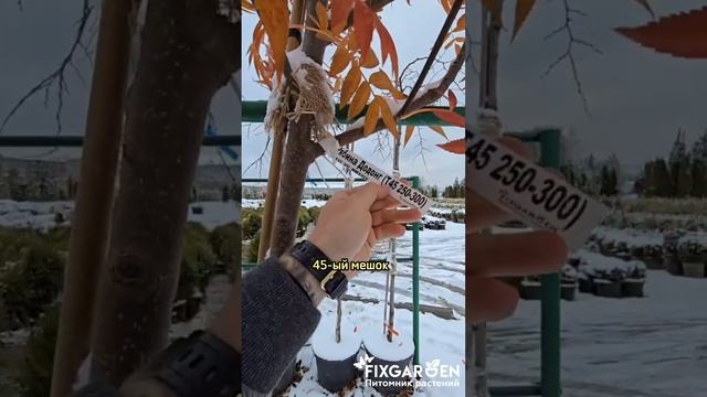🌳 Как мы храним лиственные деревья в нашем питомнике?