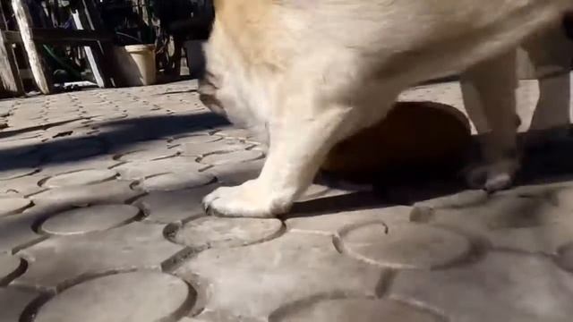 Мопс Арчи играет с большим огурцом