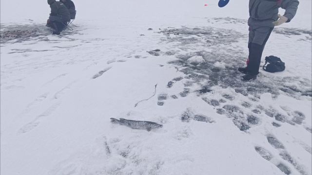 Первый лёд Молоканка