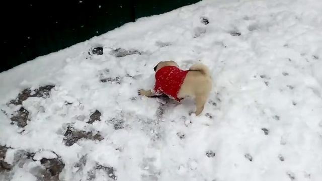 Мопс Арчи на прогулке. Весна Мариуполь 19 марта 2016