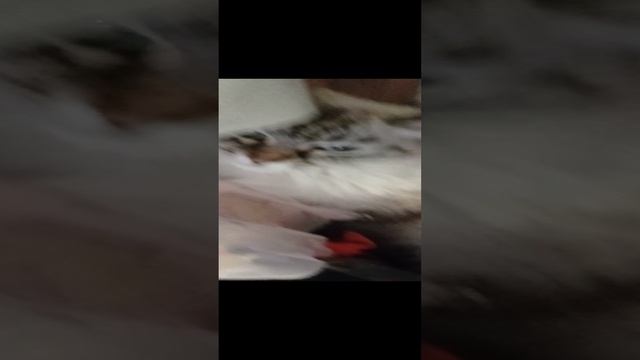 монстр без монтожа