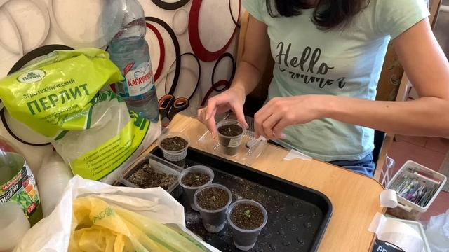 ПОДГОТОВКА К ДАЧНОМУ СЕЗОНУ/ПОСЕВ ПЕТУНИИ/КАК ВЫГЛЯДИТ ПЕТУНИЯ/ПЕРВАЯ ПИКИРОВКА ПЕТУНИИ/